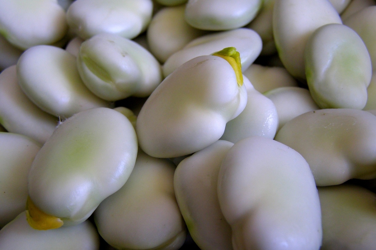 Bób - właściwości i kalorie. Jak ugotować bób?